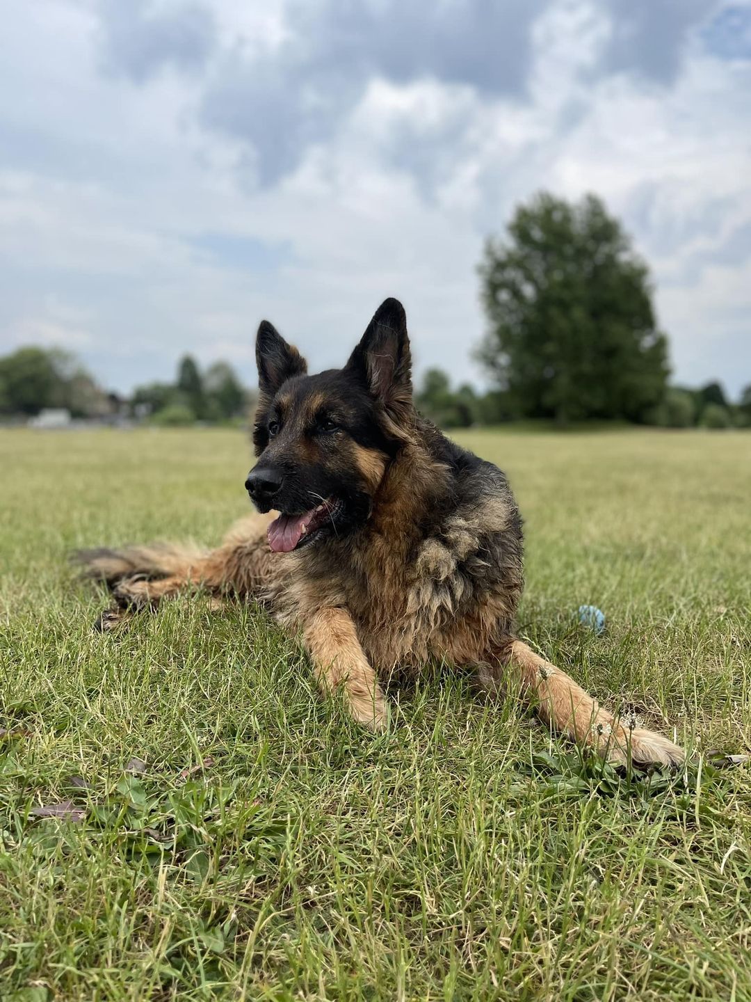Kilos K9 Training | Home