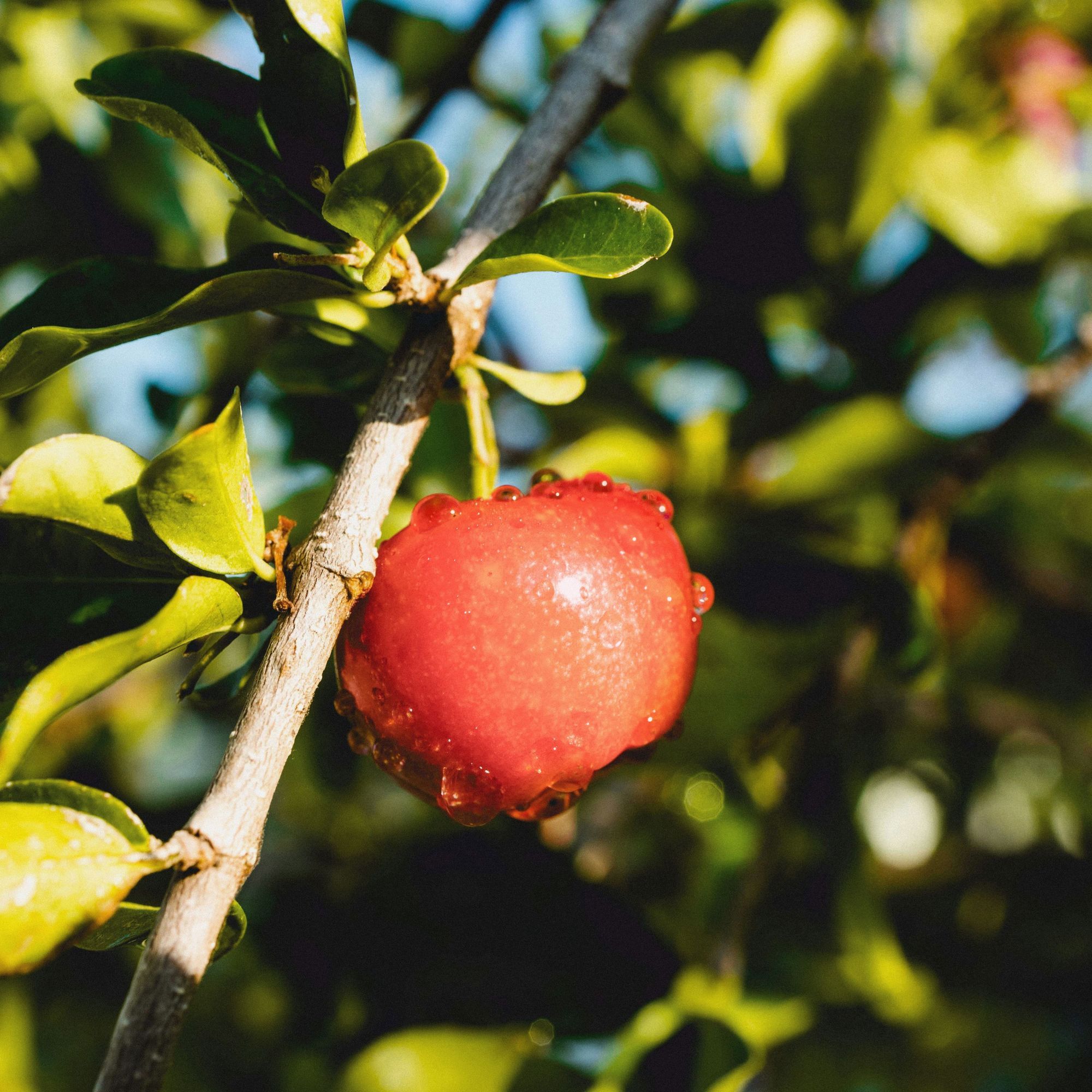 Flowens™ Natural Cranberry Ingredients | Givaudan Health & Nutrition