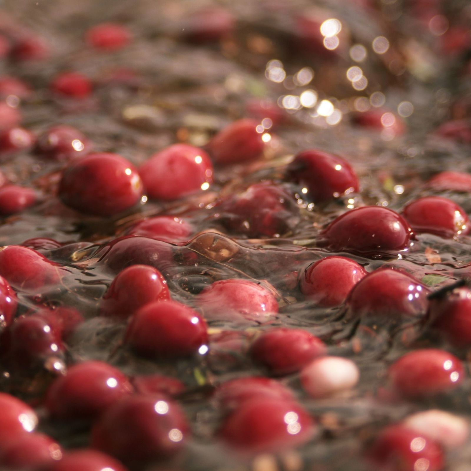 Flowens™ Natural Cranberry Ingredients | Givaudan Health & Nutrition