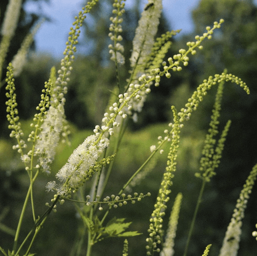 Pacran™ Cranberry Urinary Tract Health | Givaudan Health & Nutrition