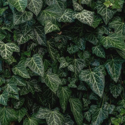 Pacran™ Cranberry Urinary Tract Health | Givaudan Health & Nutrition