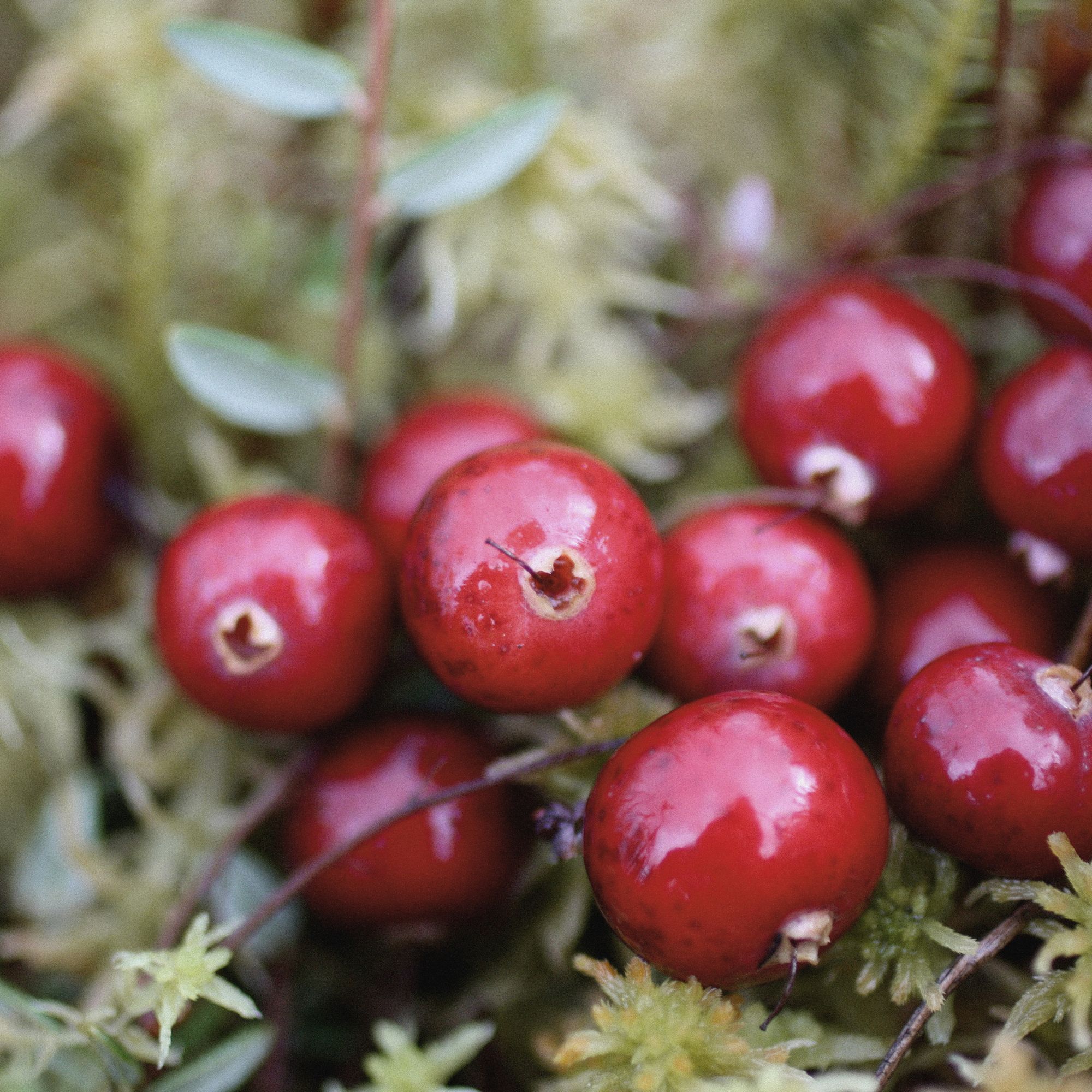 Guarana - Natural Source of Caffeine | Givaudan Health & Nutrition