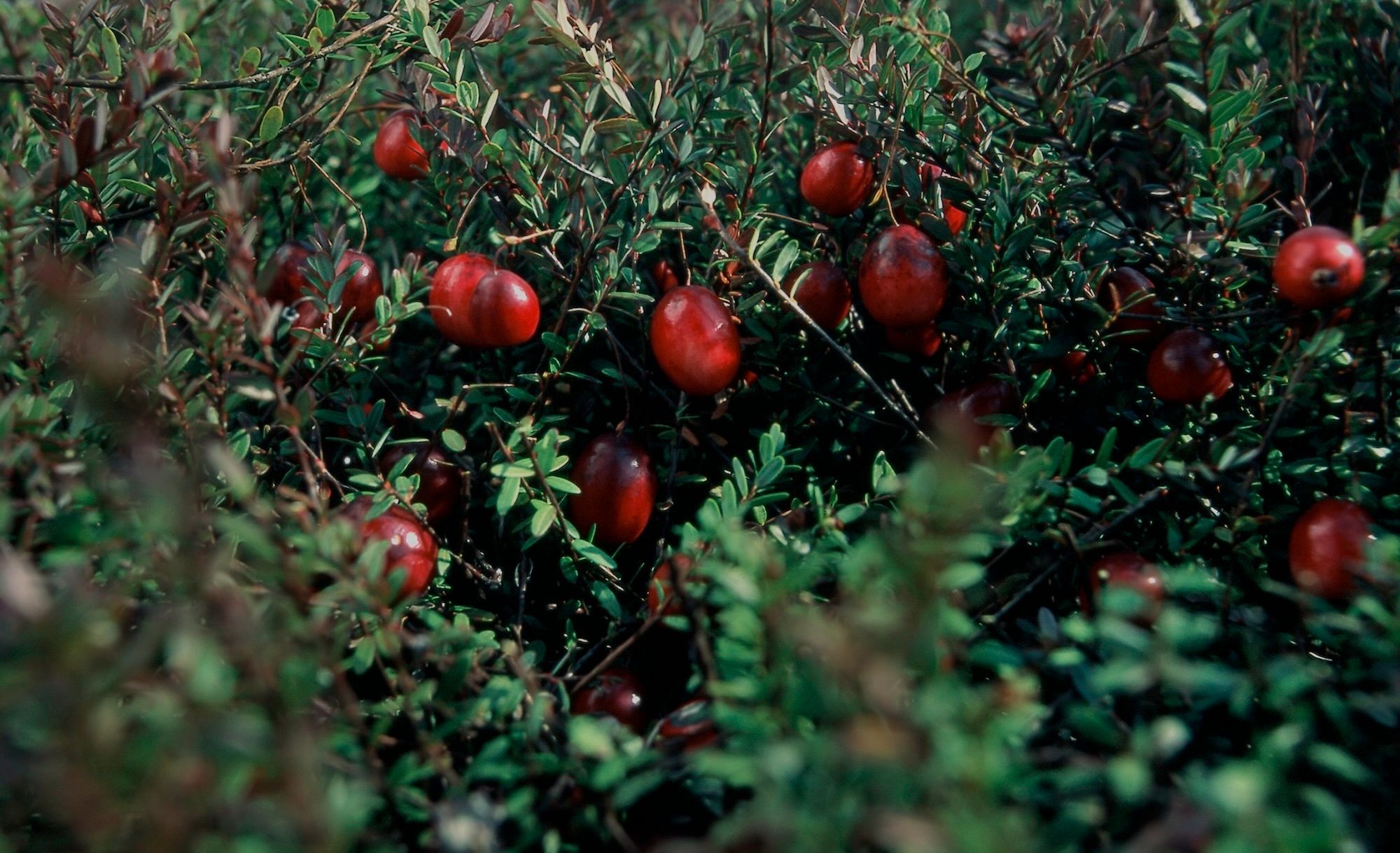 Pacran™ Cranberry Urinary Tract Health | Givaudan Health & Nutrition