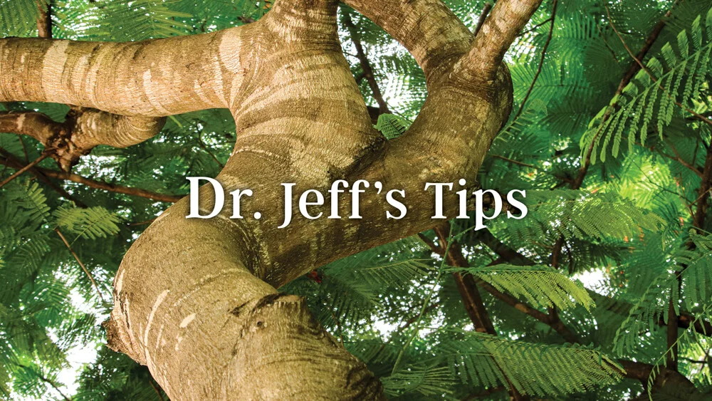 Western Medical Model vs. Plant Medicine | Rythmia | Rythmia Blog