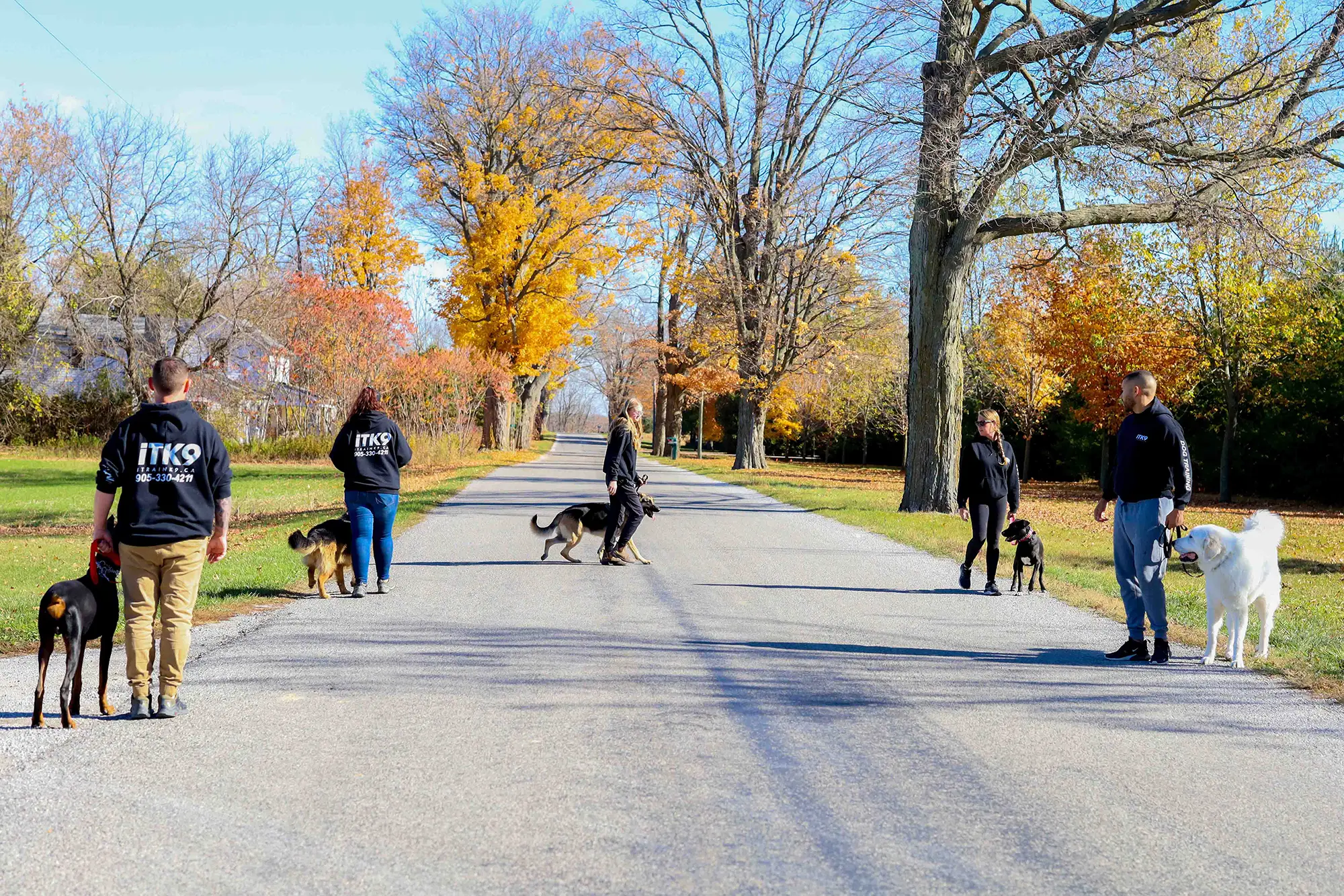 Professional Dog Training | Board & Train Programs | iTK9