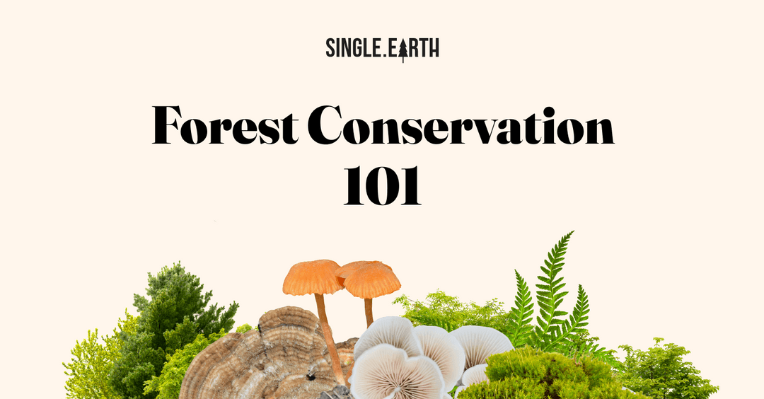 Complete Guide to Forest Conservation From Importance to Methods