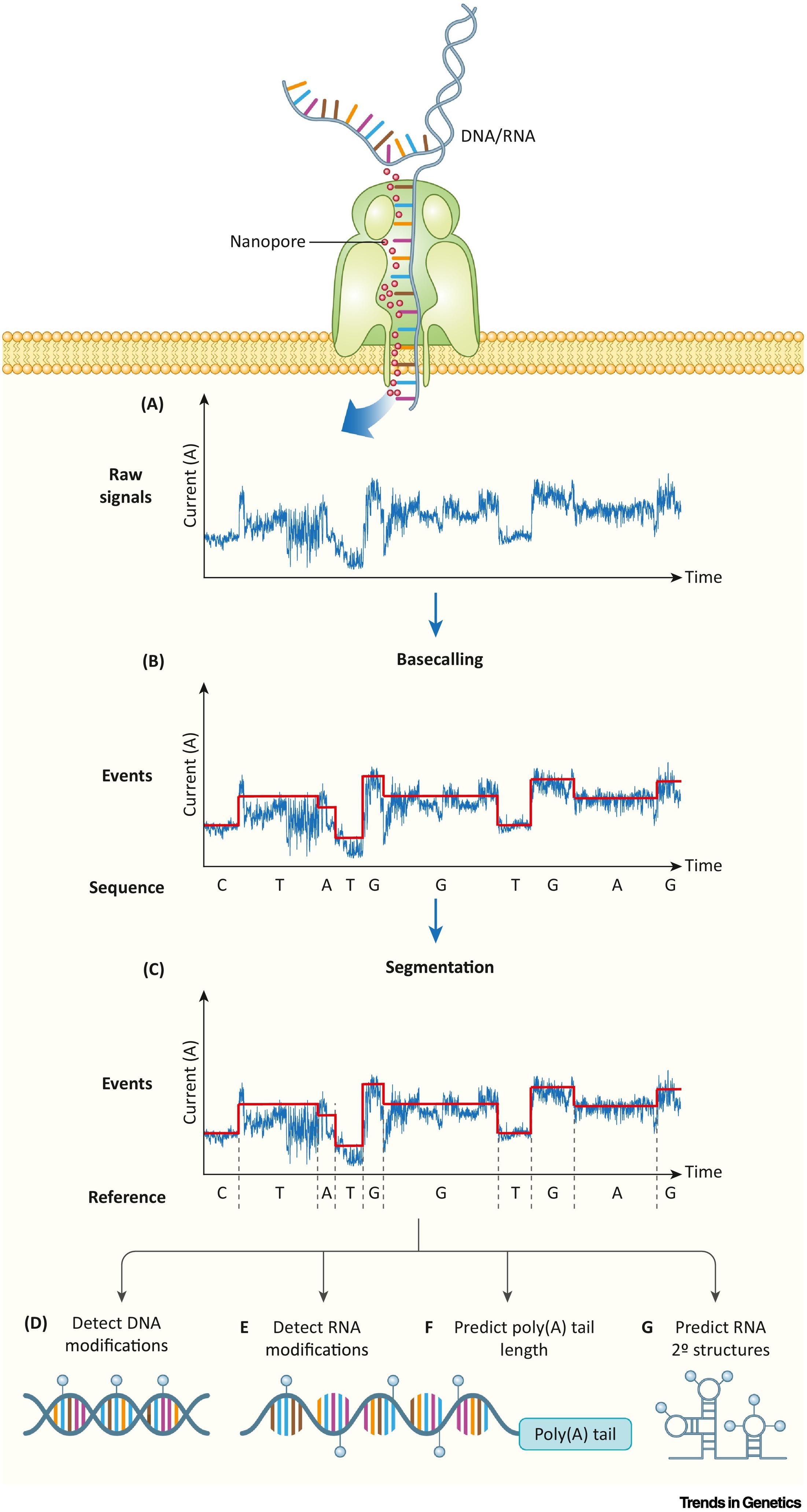 Driving Toward Nanopores
