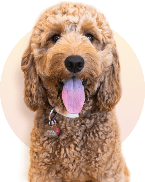 Downtown Dog Lounge | Dog Daycare, Boarding, & Grooming in Seattle