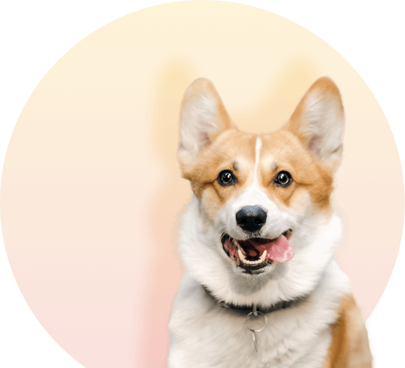 Downtown Dog Lounge | Dog Daycare, Boarding, & Grooming in Seattle