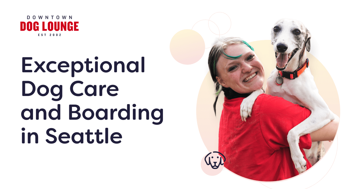 Downtown Dog Lounge | Dog Daycare, Boarding, & Grooming in Seattle