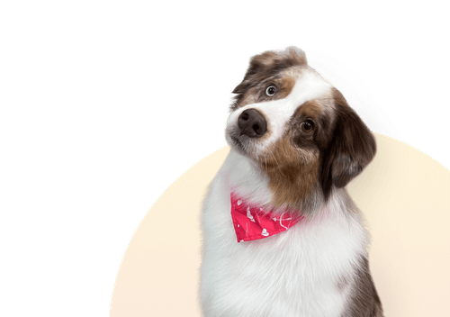 Downtown Dog Lounge | Dog Daycare, Boarding, & Grooming in Seattle