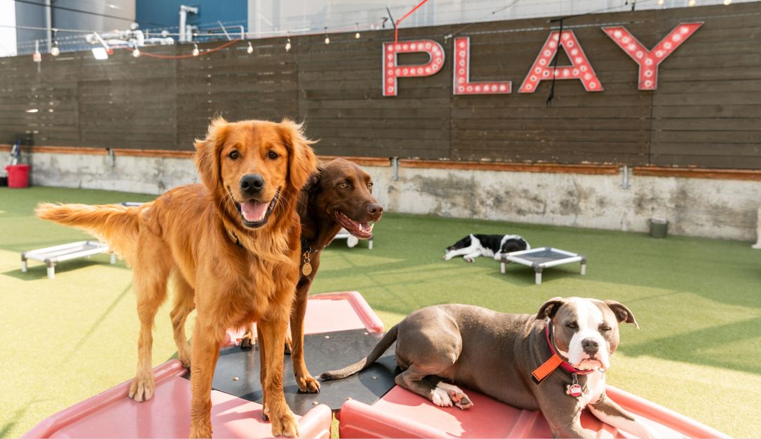 Downtown Dog Lounge | Dog Daycare, Boarding, & Grooming in Seattle