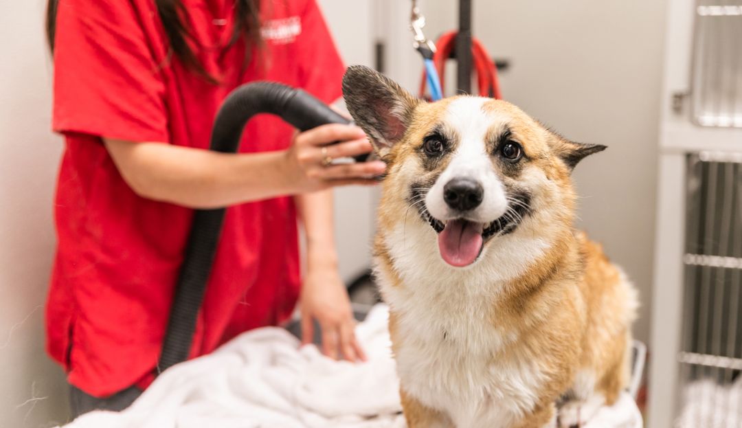 Downtown Dog Lounge | Dog Daycare, Boarding, & Grooming in Seattle