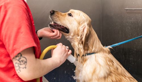 Downtown Dog Lounge | Dog Daycare, Boarding, & Grooming in Seattle