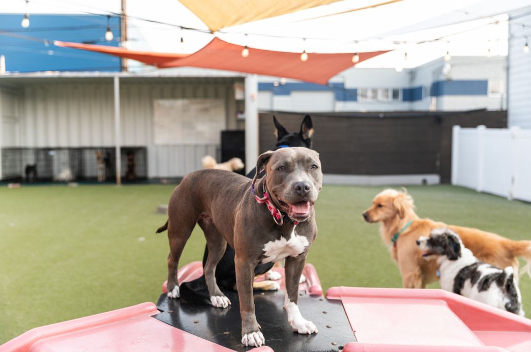 Downtown Dog Lounge | Dog Daycare, Boarding, & Grooming in Seattle