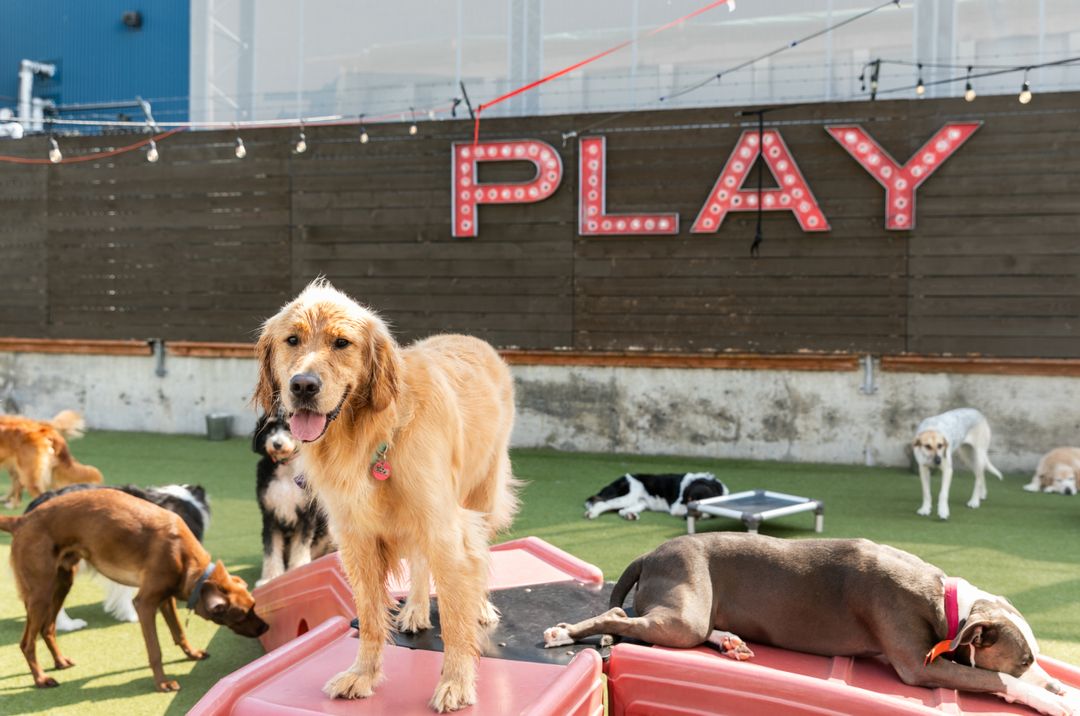 Downtown Dog Lounge | Dog Daycare, Boarding, & Grooming in Seattle