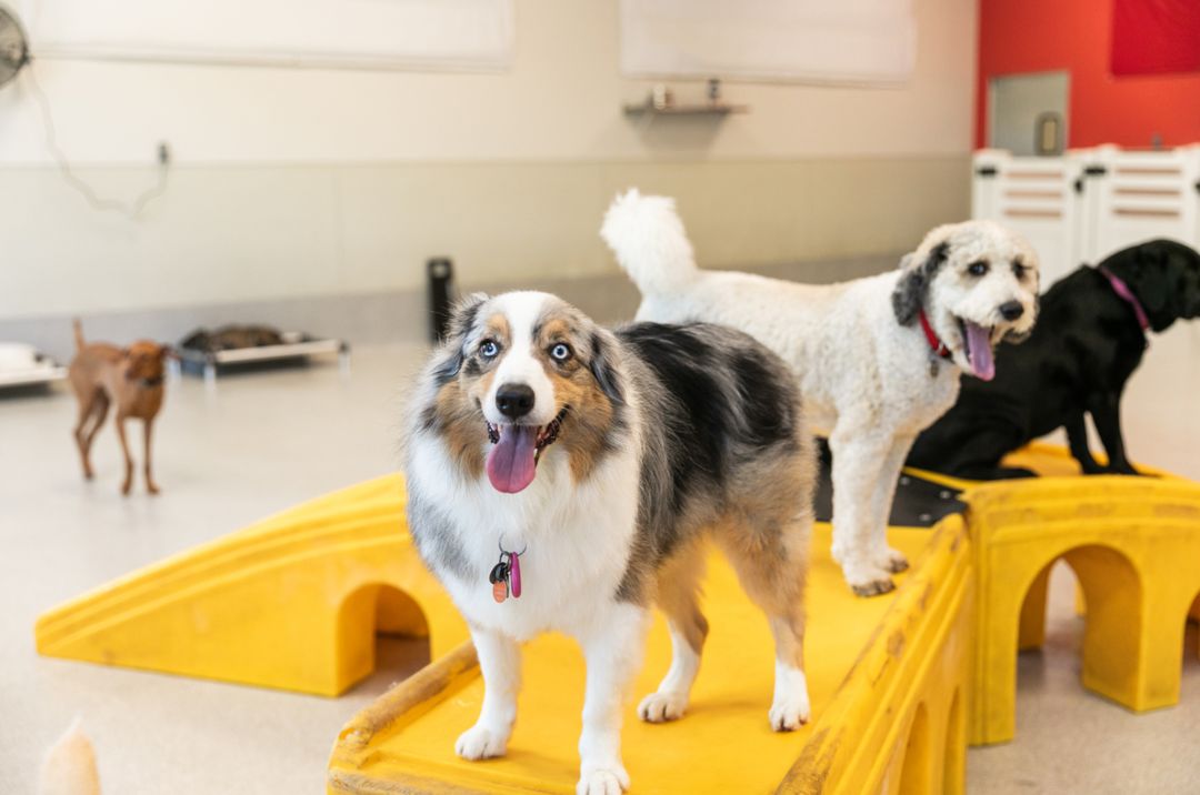 Downtown Dog Lounge | Dog Daycare, Boarding, & Grooming in Seattle