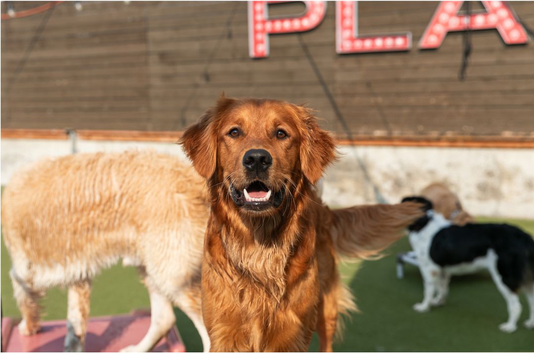 Downtown Dog Lounge | Dog Daycare, Boarding, & Grooming in Seattle