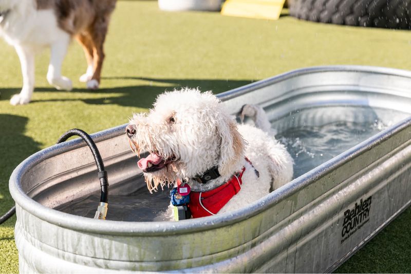 Dog Yard Bar | Downtown Dog Lounge