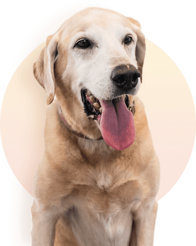 Dog Yard Bar | Downtown Dog Lounge