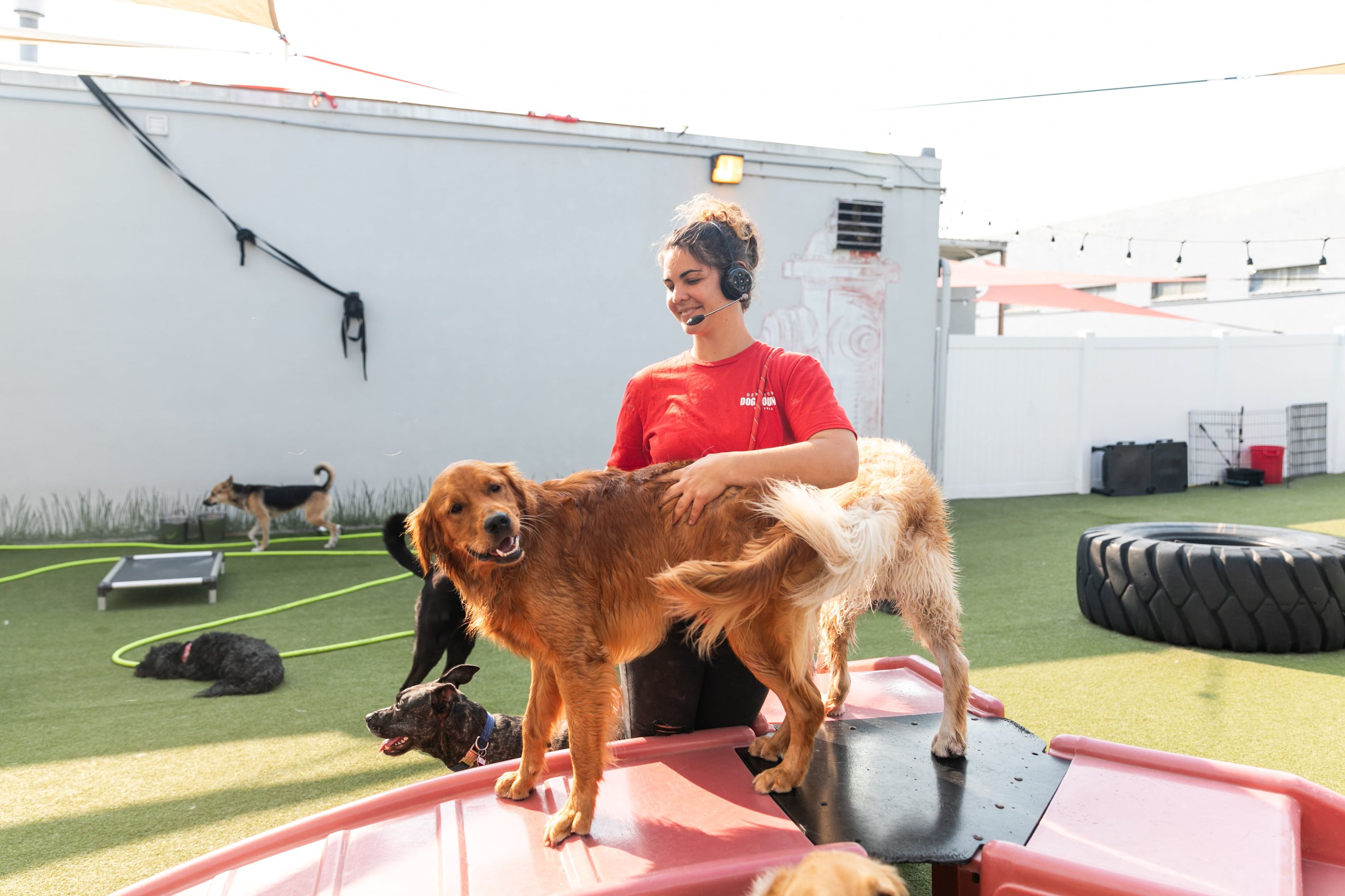 Downtown Dog Lounge | Dog Daycare, Boarding, & Grooming in Seattle