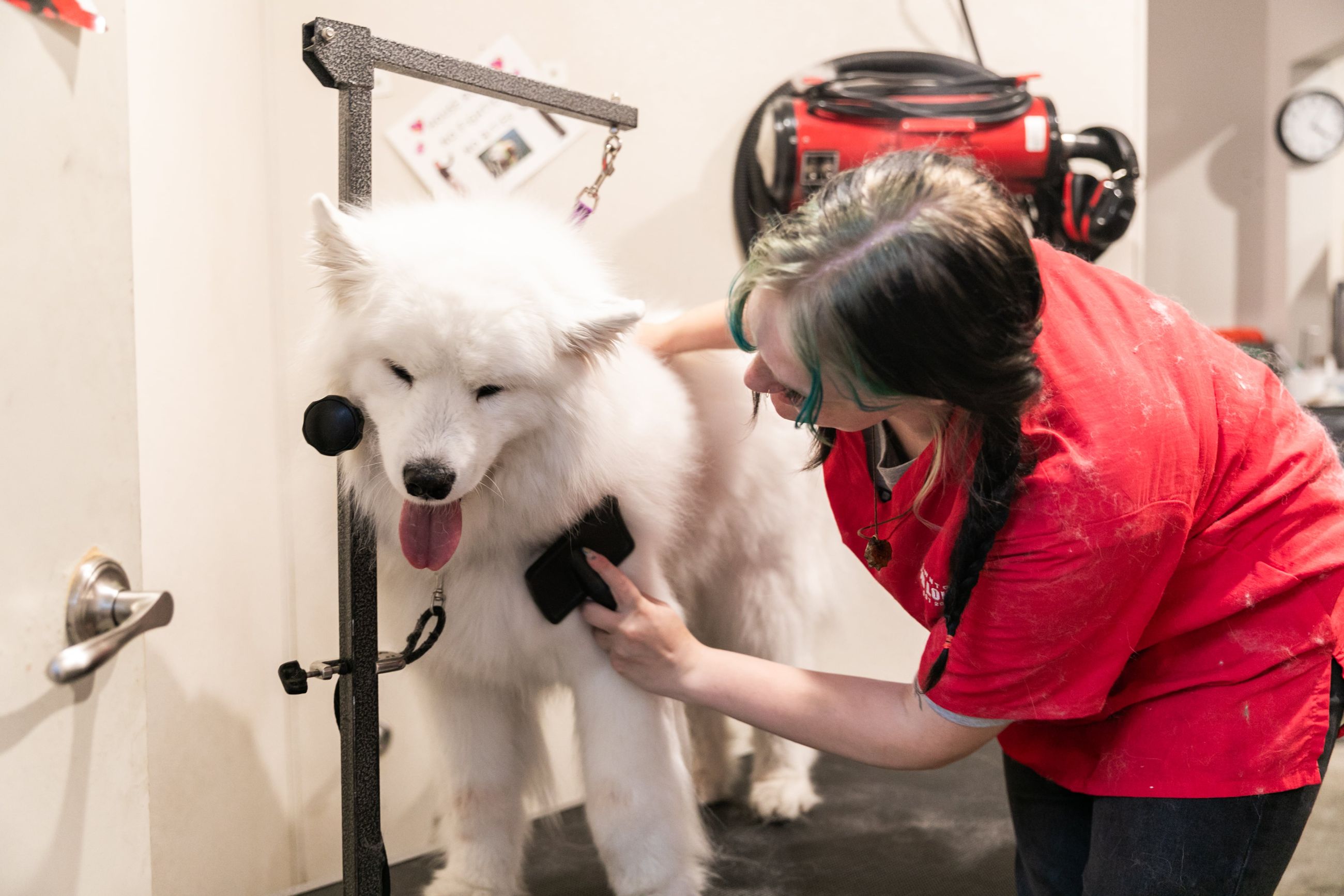 Downtown Dog Lounge | Dog Daycare, Boarding, & Grooming in Seattle