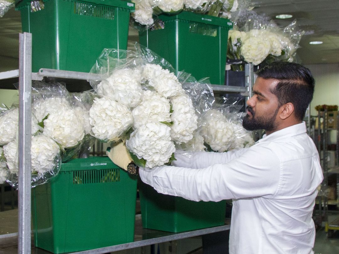 Pagter - Packaging and Presentation Systems for Cut Flowers