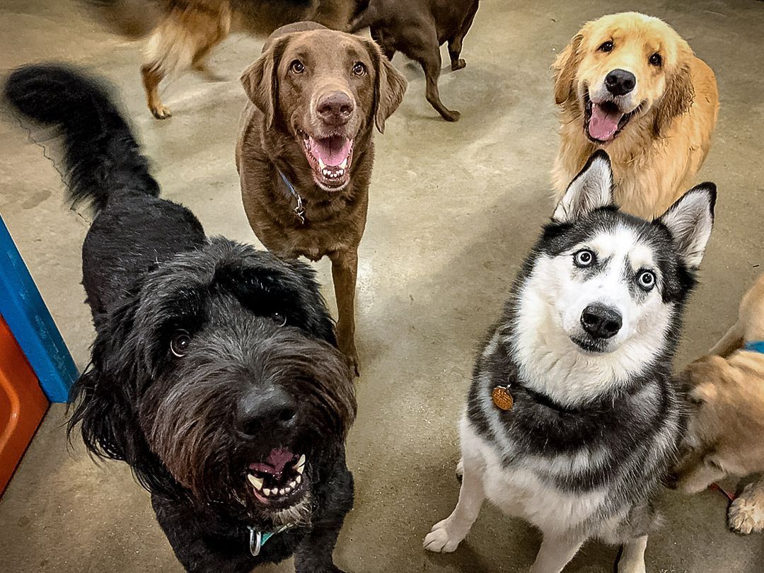 Personalized Training & Boarding in Grand Rapids – Kim's K9