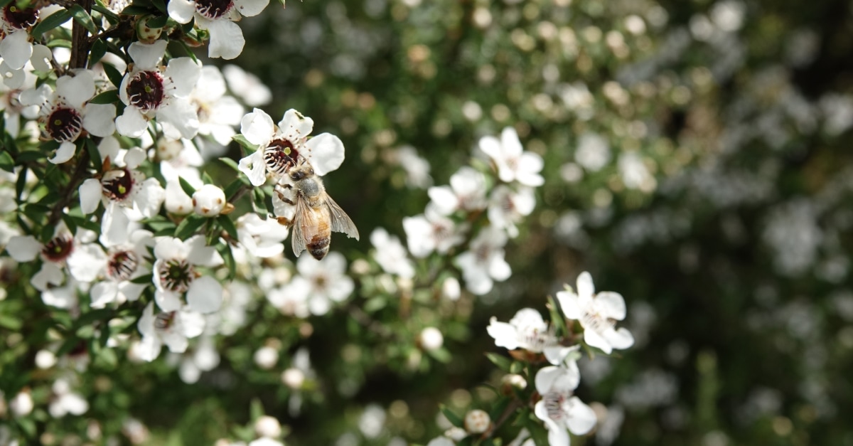 Science of Mānuka | Haddrell's