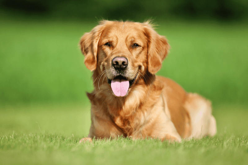 The easiest dogs to train