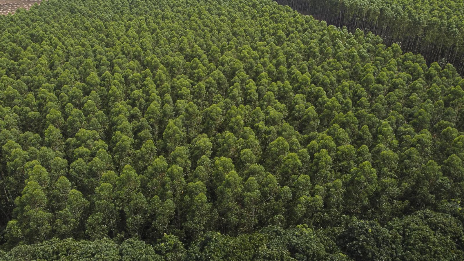 Suzano Ventures invests up to US$5 million into Bioform Technologies to further develop bio ...