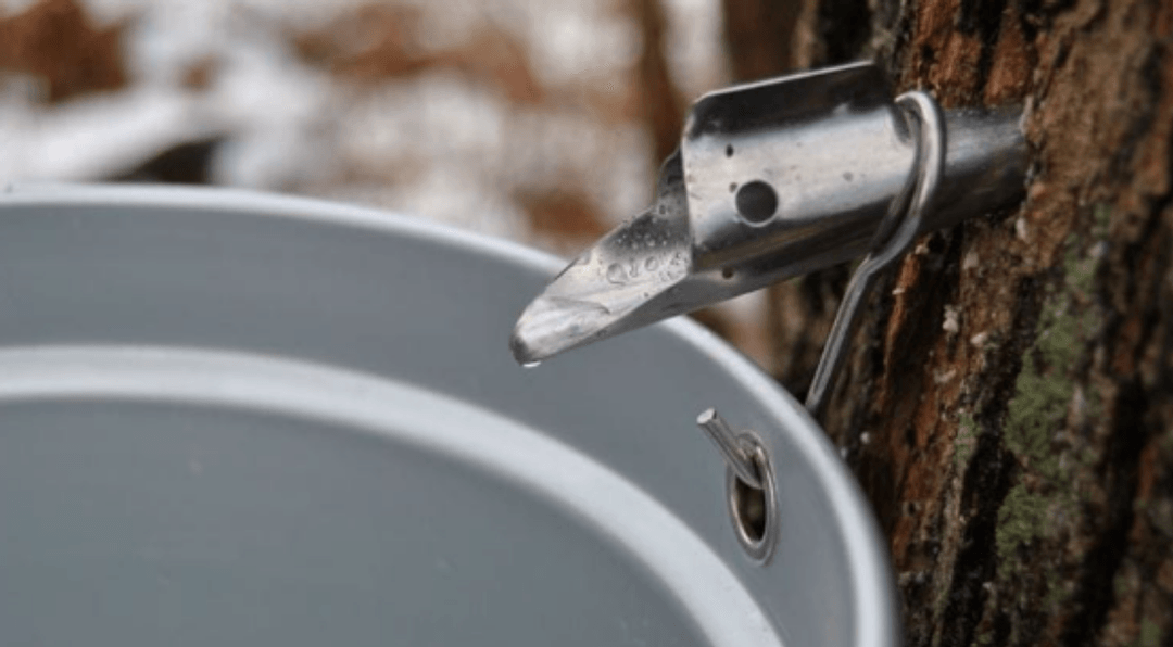 Maple Syrup Success: Insight to Smoky Lake Maple Products and Getting ...