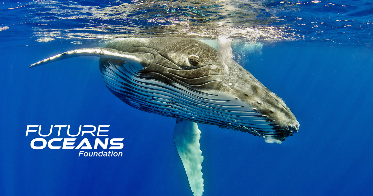 News | Future Oceans Foundation