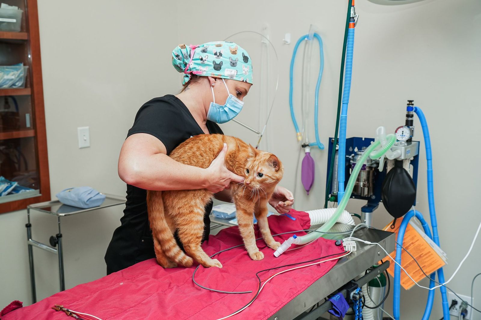 High-Quality Vet Hospital in Davenport, FL | St. Charles Veterinary ...