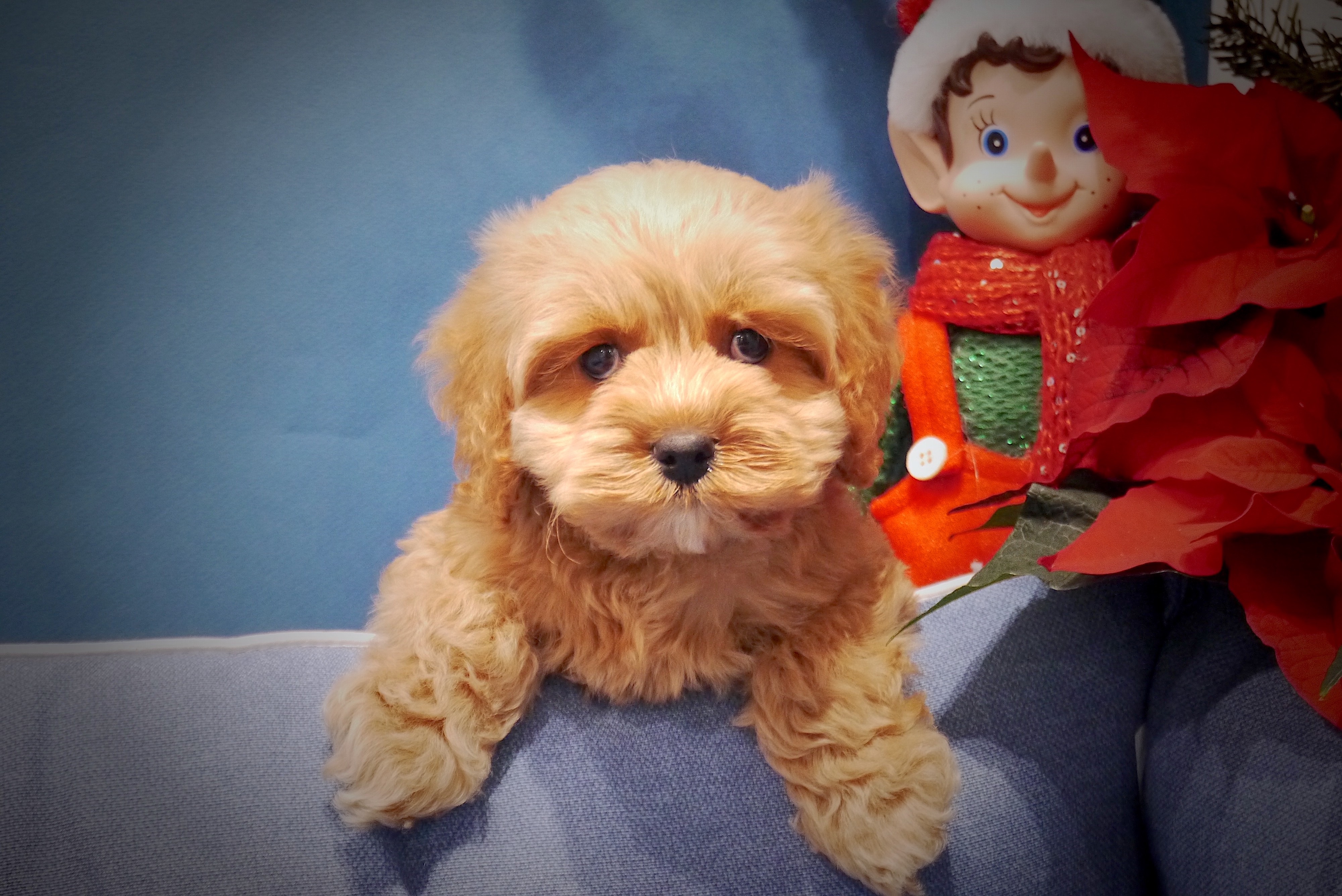 Découvrez April réseervé - Dog Club Paris