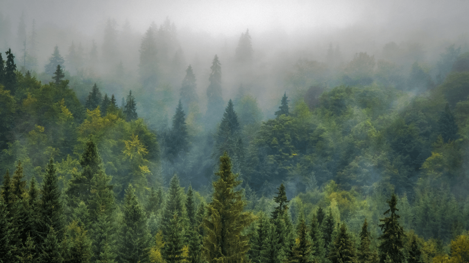 Integrating FLAG emissions: a critical step for setting SBTi targets