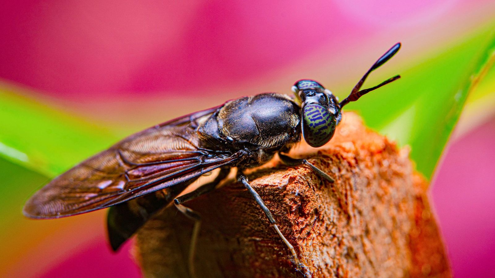 Les Vertus du Frass en Agriculture - La Compagnie des Insectes