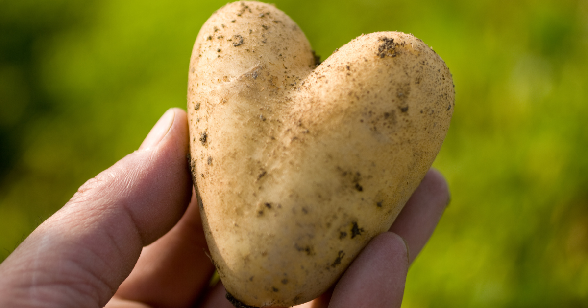 Green Heart Garden | Mastering the Art of Potatoes: A Guide to Choosing ...