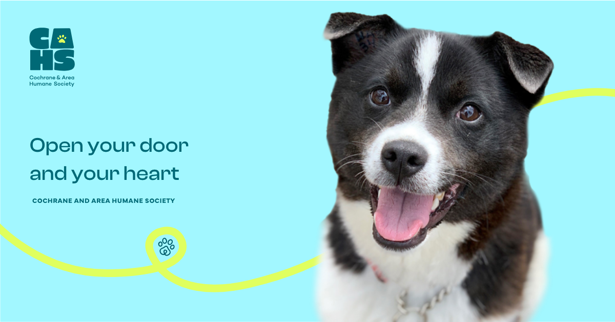 Foster Animals With Us | Cochrane & Area Humane Society