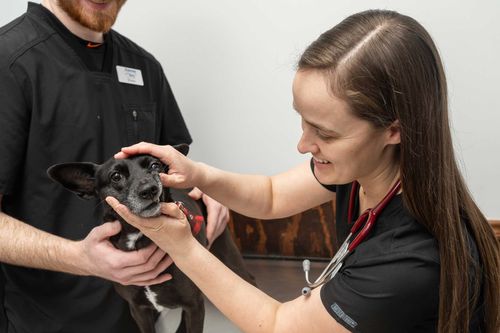 Swift and Thorough Preventive Pet Care Exams at Express Vets in Canton ...