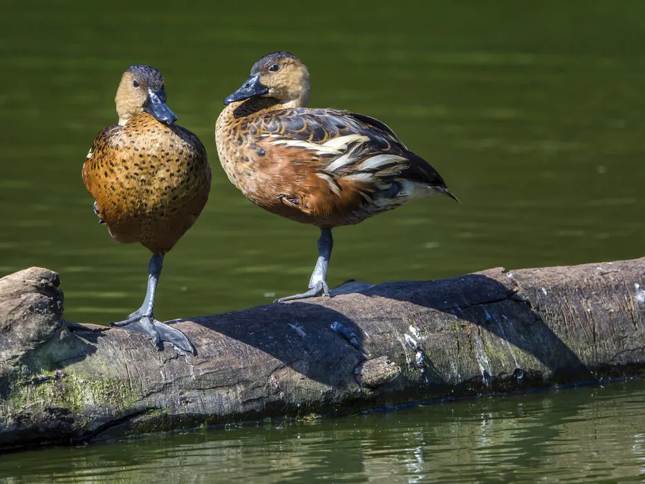 Hunter Wetlands Centre | Newcastle NSW
