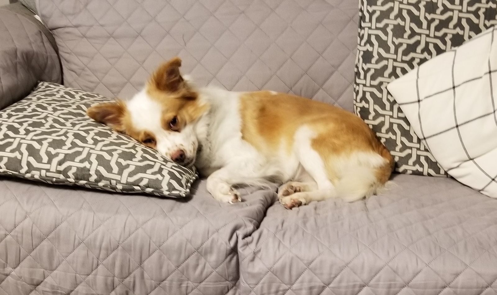 Sonique | Cochrane and Area Humane Society