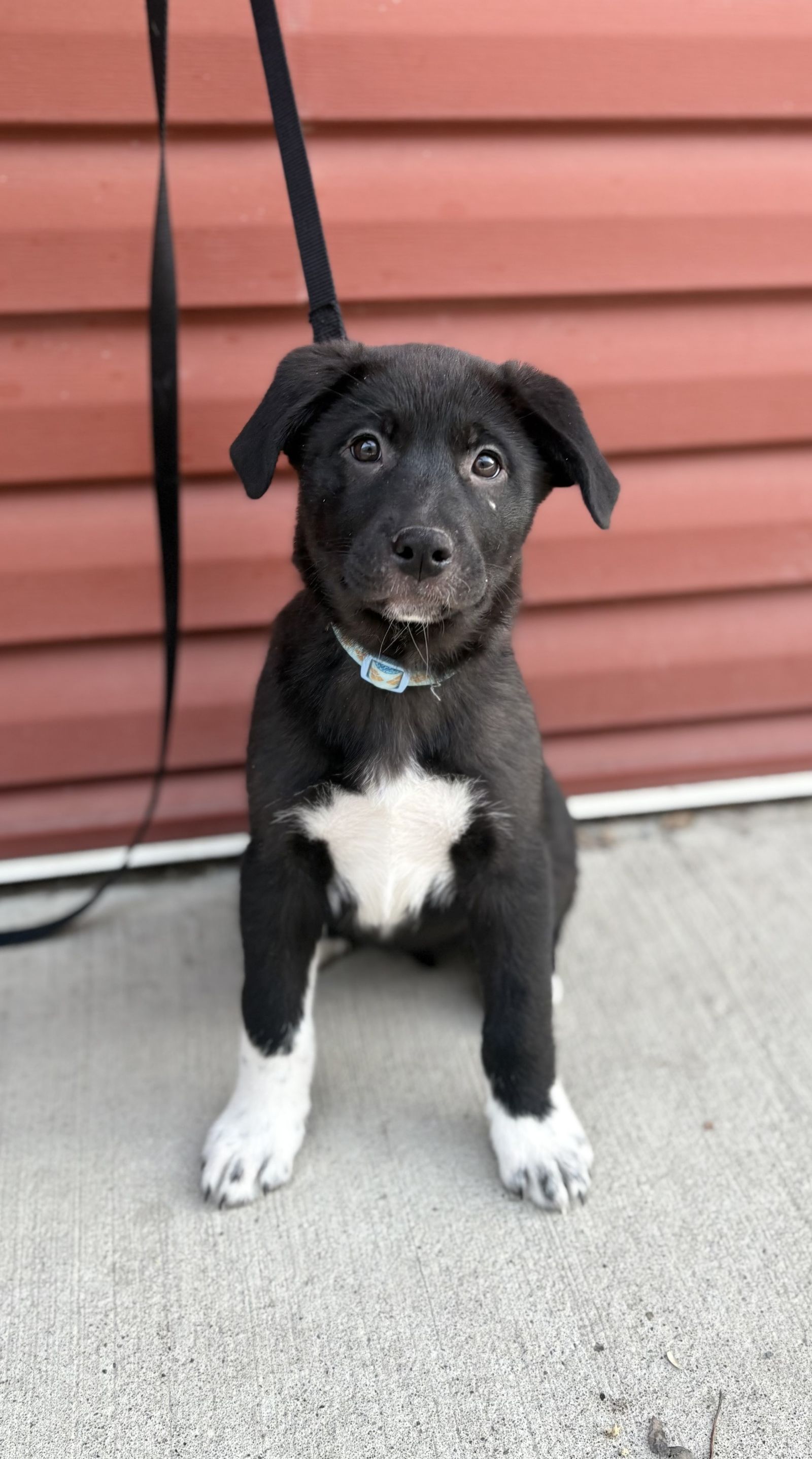 Prancer | Cochrane and Area Humane Society