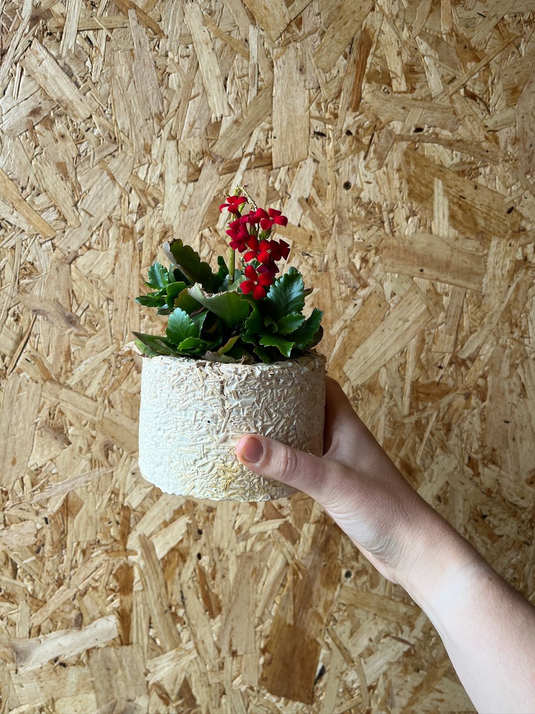 Ecoroots - Materials Made From Mycelium