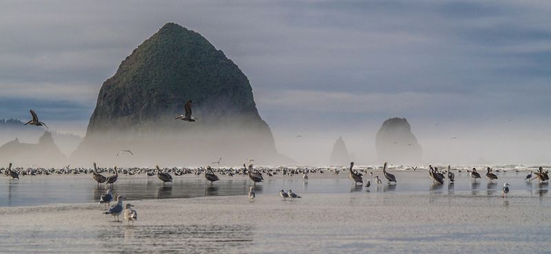 Haystack Rock | Friends of Haystack Rock