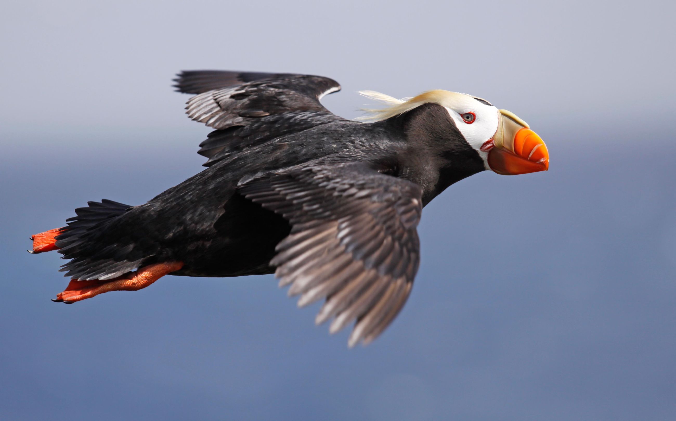 The Great Puffin Watch