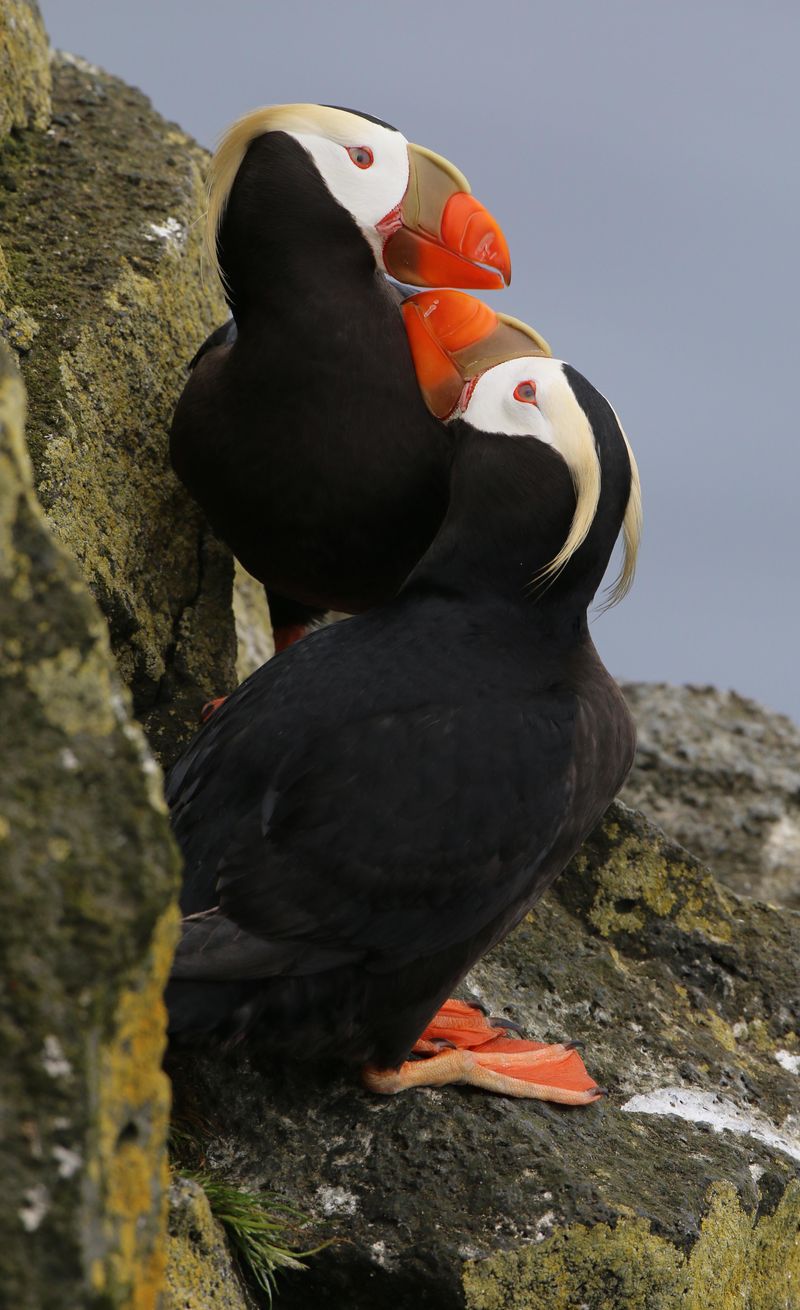 The Great Puffin Watch