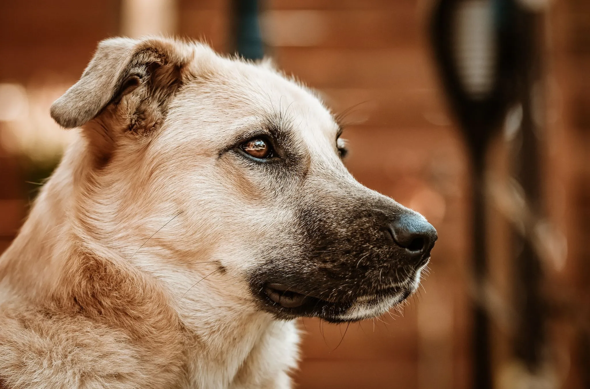 Nos conseils - La psychologie canine : comprendre le comportement de ...