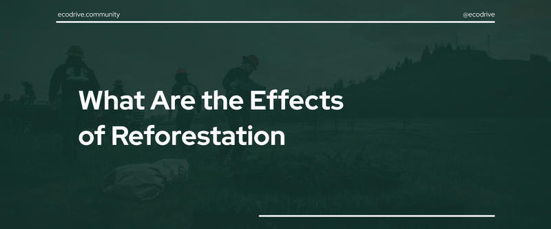 What Are the Effects of Reforestation? | Ecodrive
