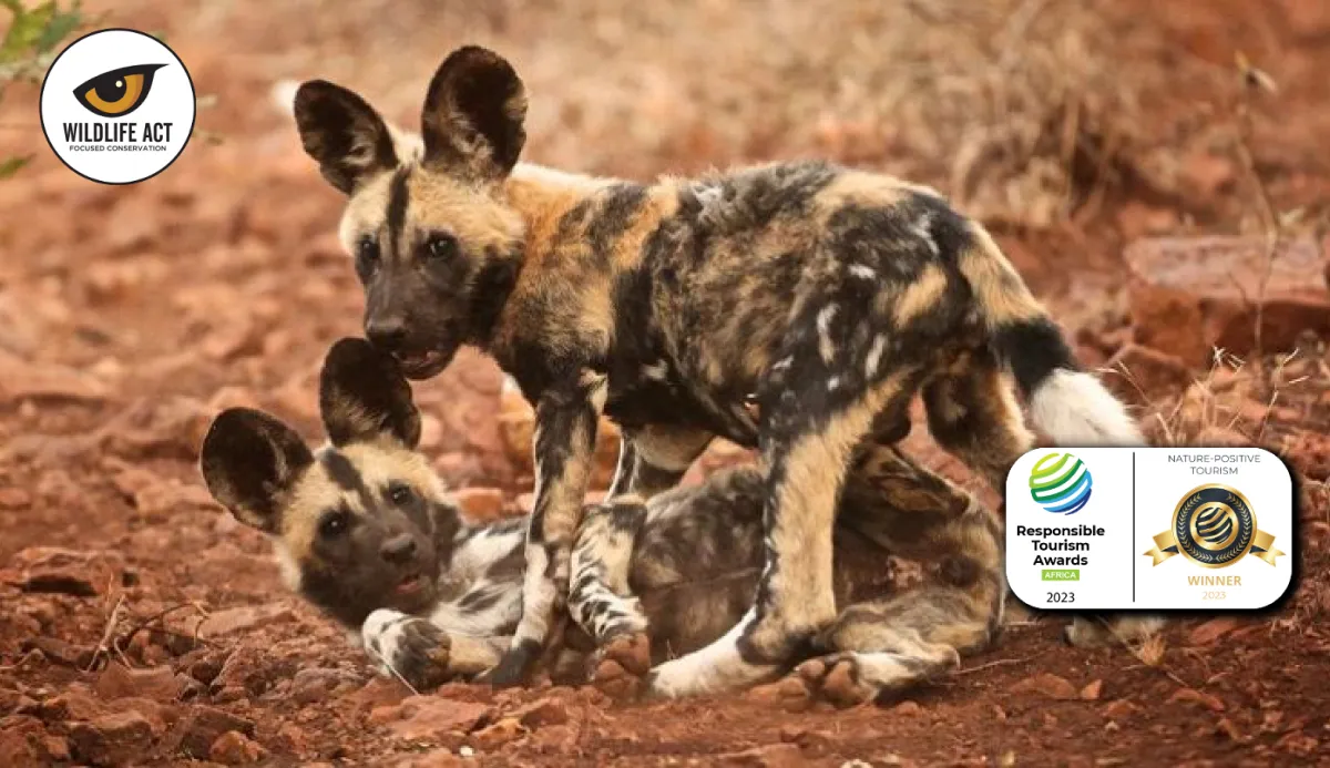 Join Africa’s Award-Winning Wildlife Volunteer Program